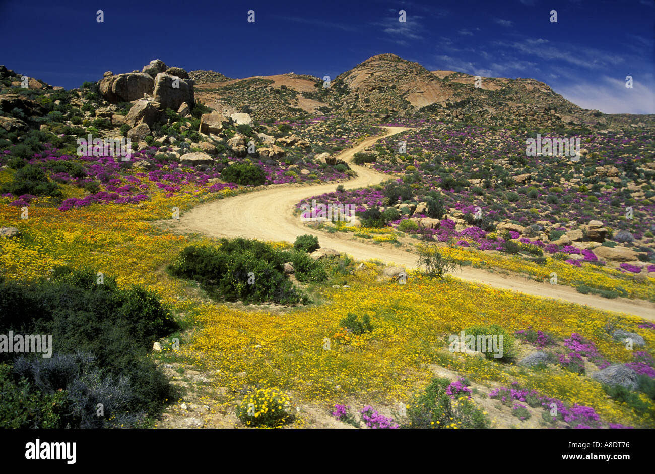 Springbok south africa flowers hi-res stock photography and images - Alamy