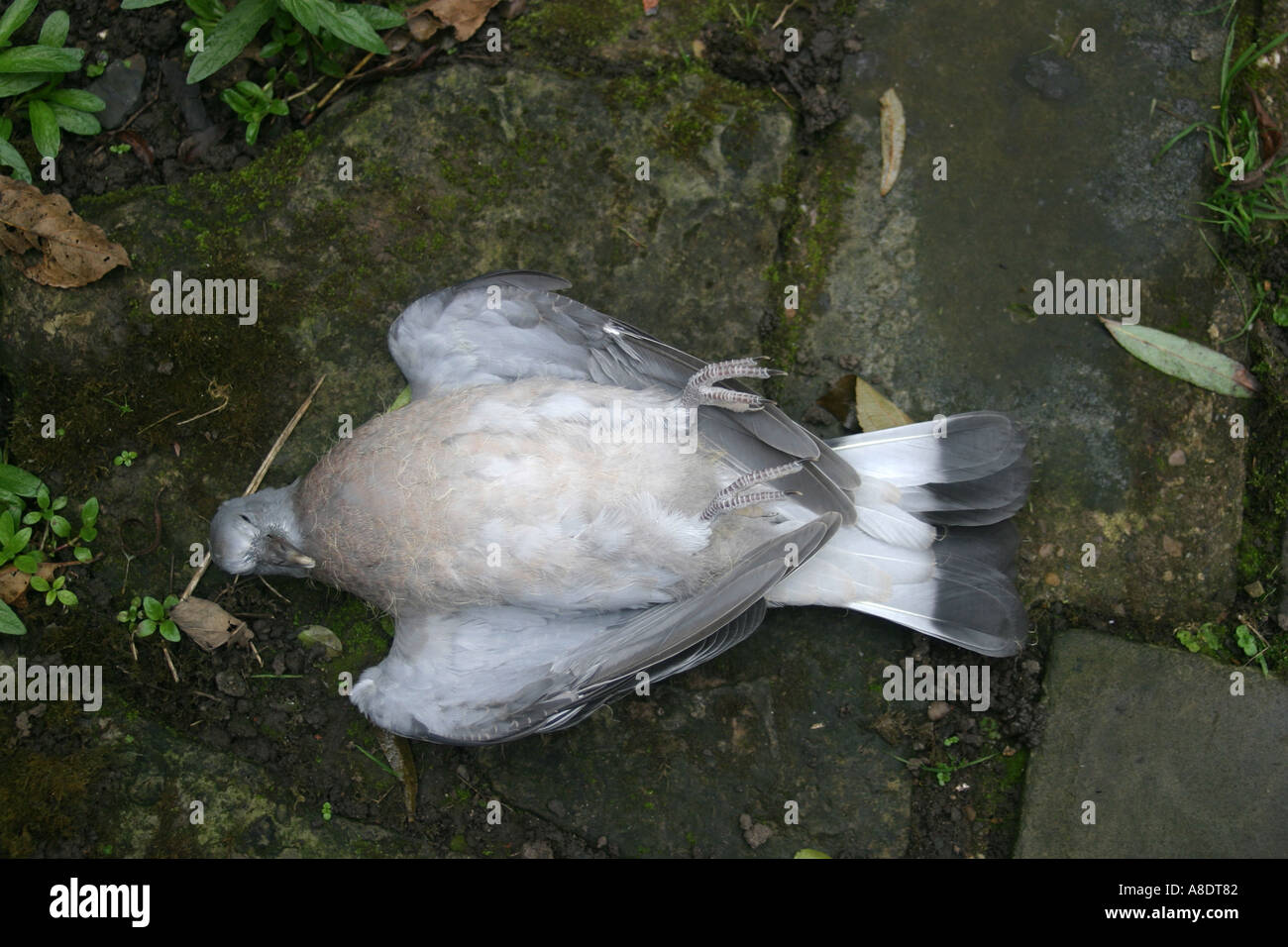 Dead pigeon feet hi-res stock photography and images - Alamy