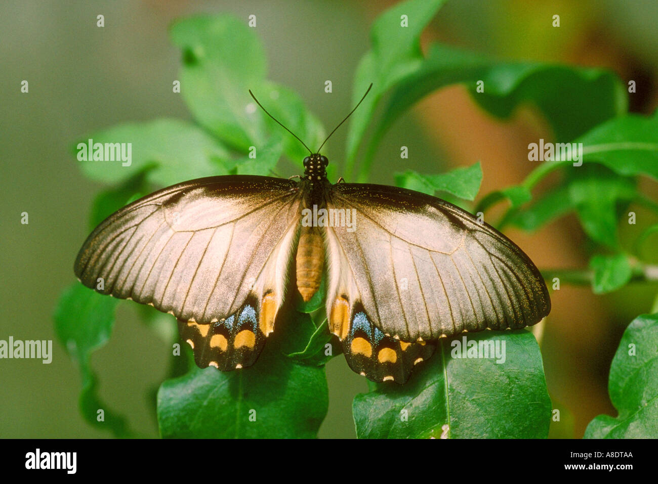 A8dtaa hi-res stock photography and images - Alamy