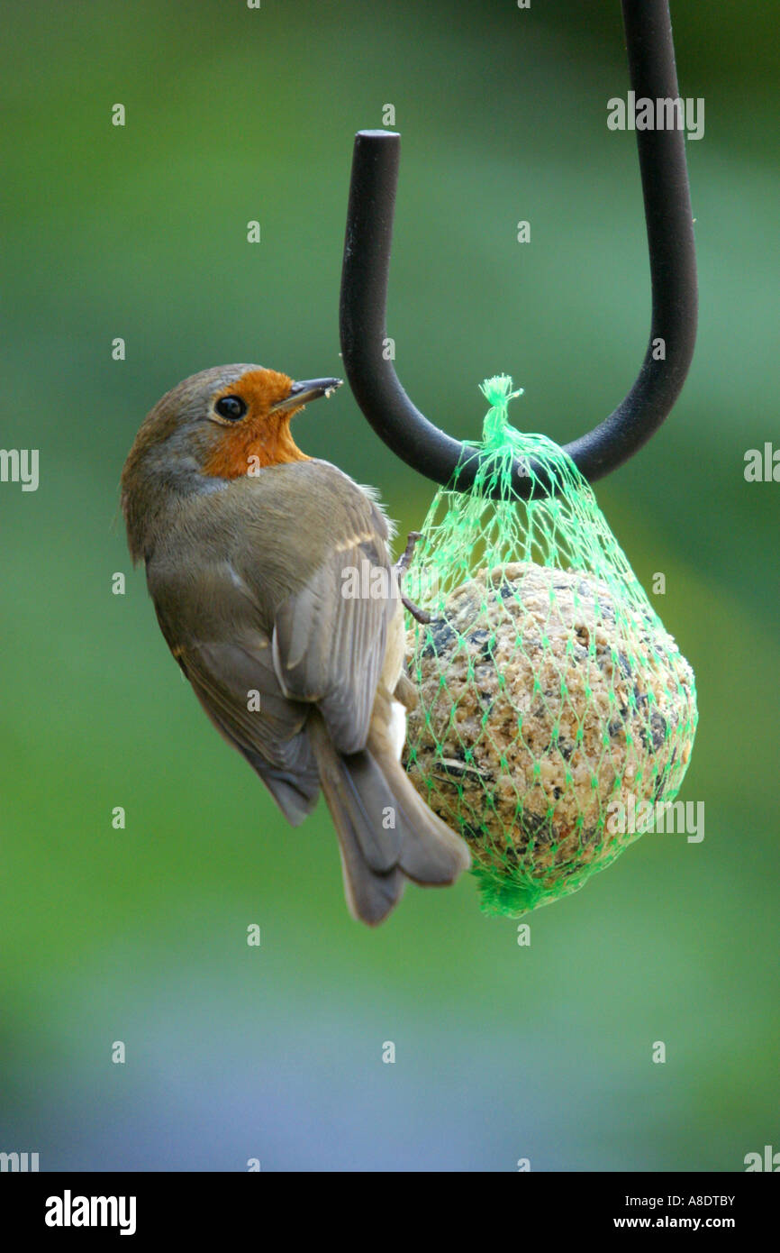 Robin feeding on fat ball Stock Photo - Alamy