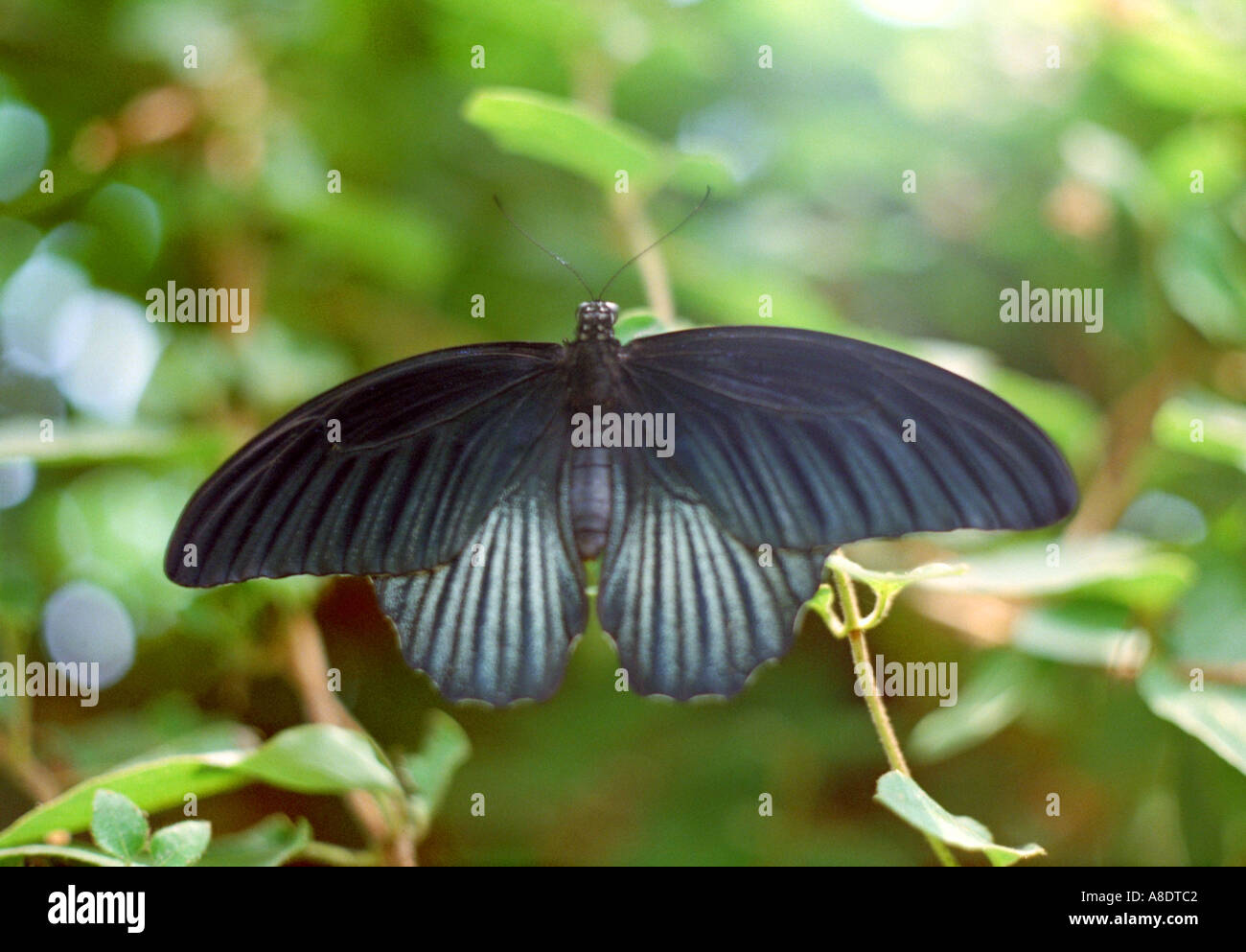 Male Great Mormon Butterfly, Papilio Memnon Stock Photo - Alamy