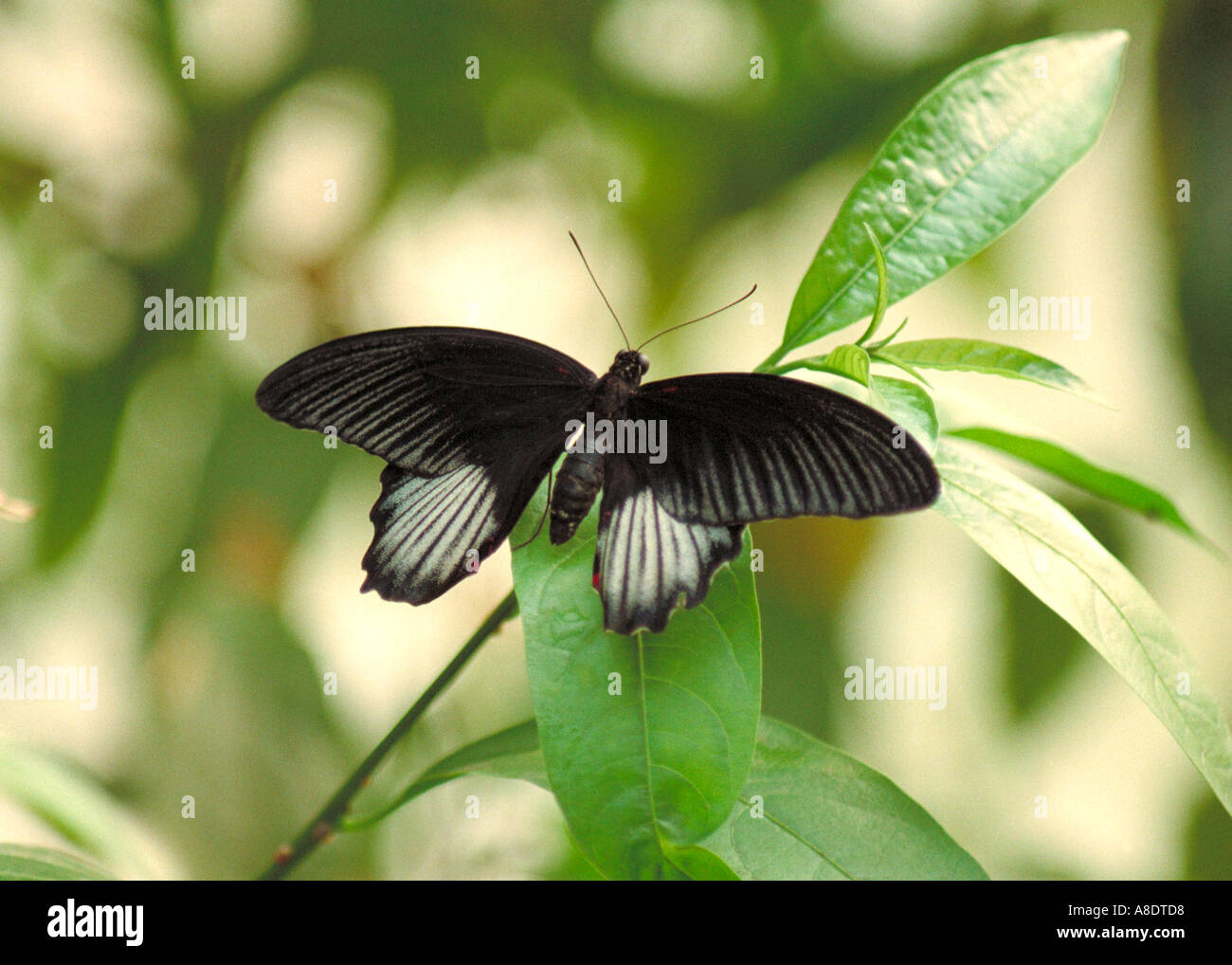 Scarlet Swallowtail Butterfly, Papilio rumanzovia, Papilionidae Stock ...
