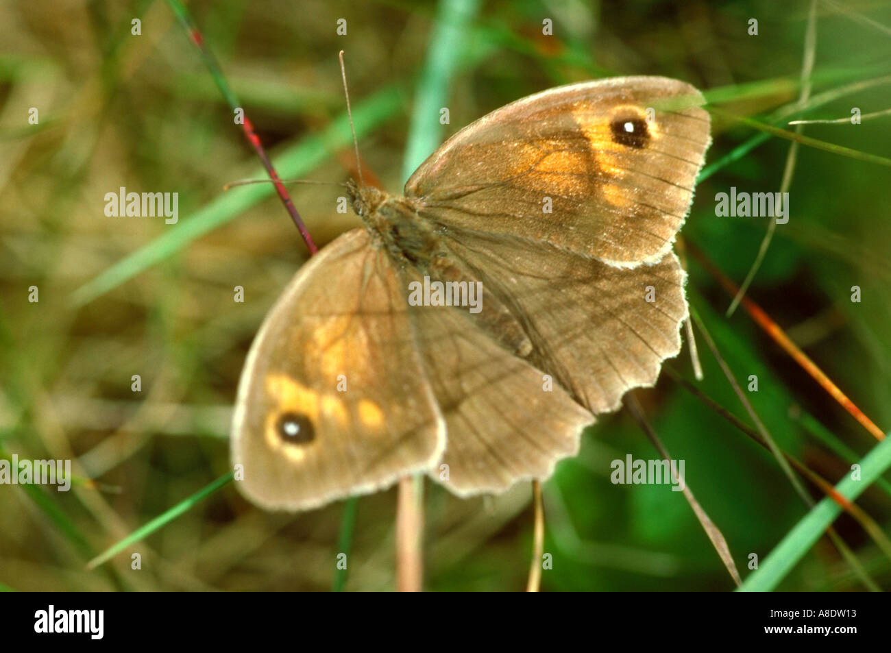 Meadow Brown Butterfly, Maniola jurtina, Nymphalidae, Lepidoptera ...