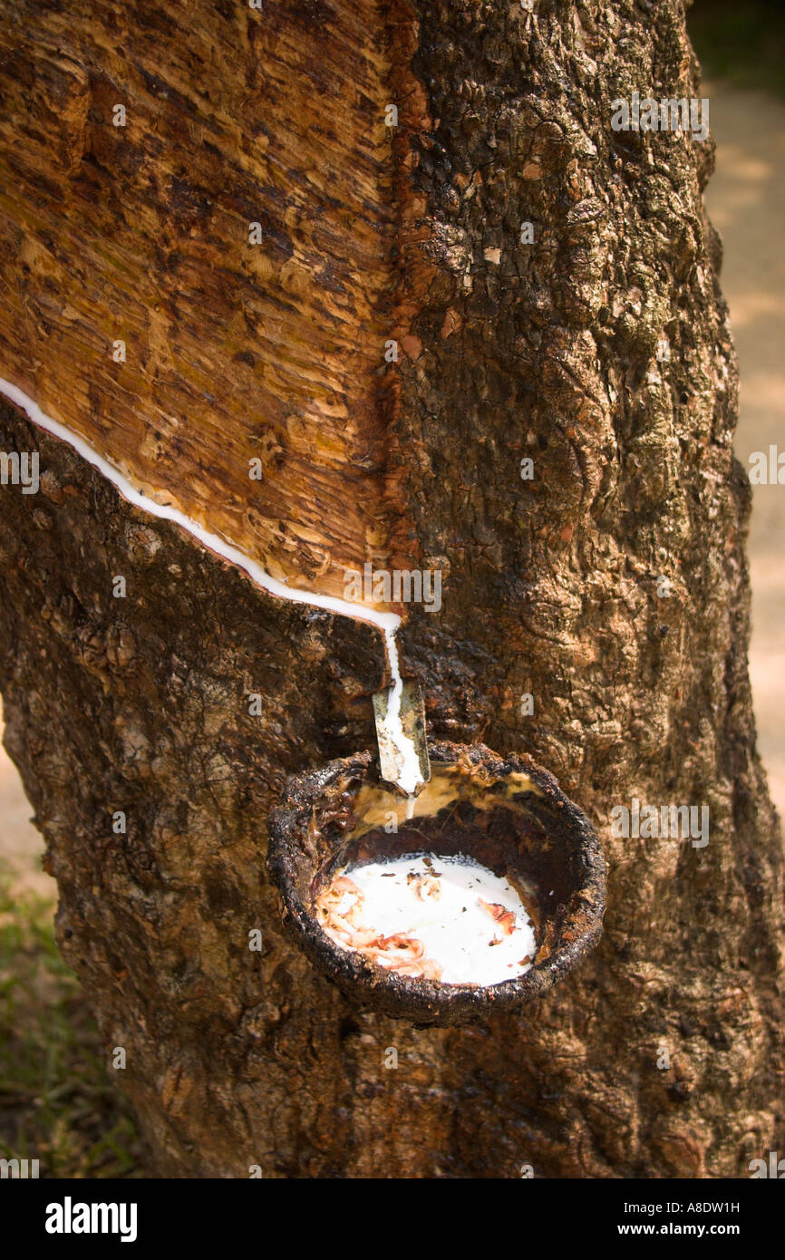 Hevea Brasiliensis, Phuket Island, Southern Thailand Stock Photo - Alamy