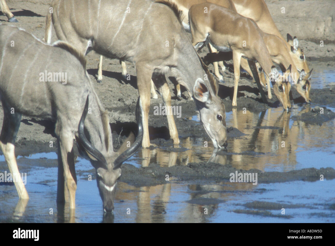 Kudu (male and Female) and impala Stock Photo - Alamy