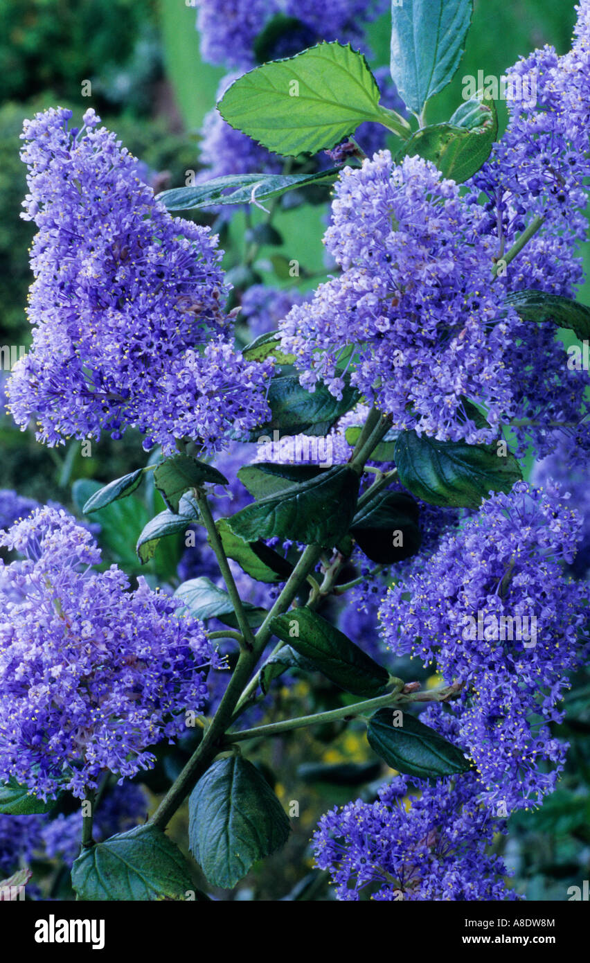 Ceanothus Ray Hartman Stock Photo - Alamy
