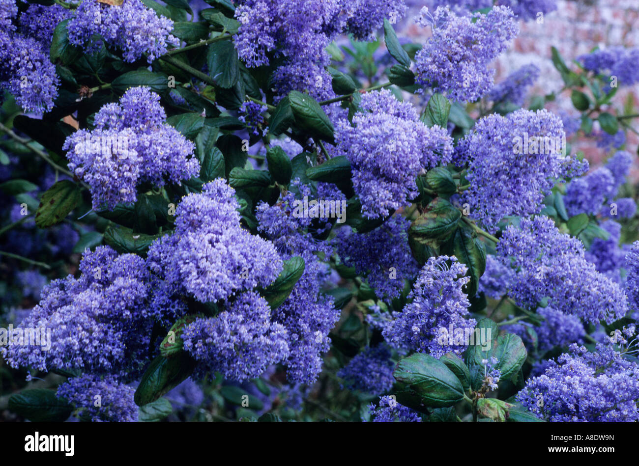 Ceanothus Ray Hartman Stock Photo - Alamy