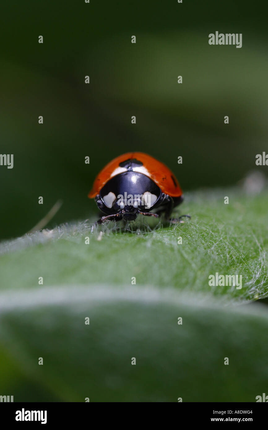Seven punctata hi-res stock photography and images - Alamy