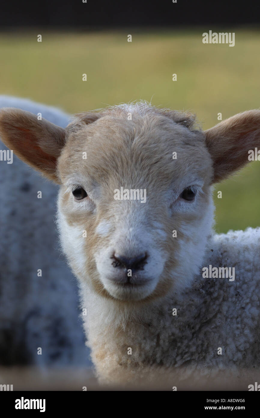 Lamb bleeting sheep hi-res stock photography and images - Alamy