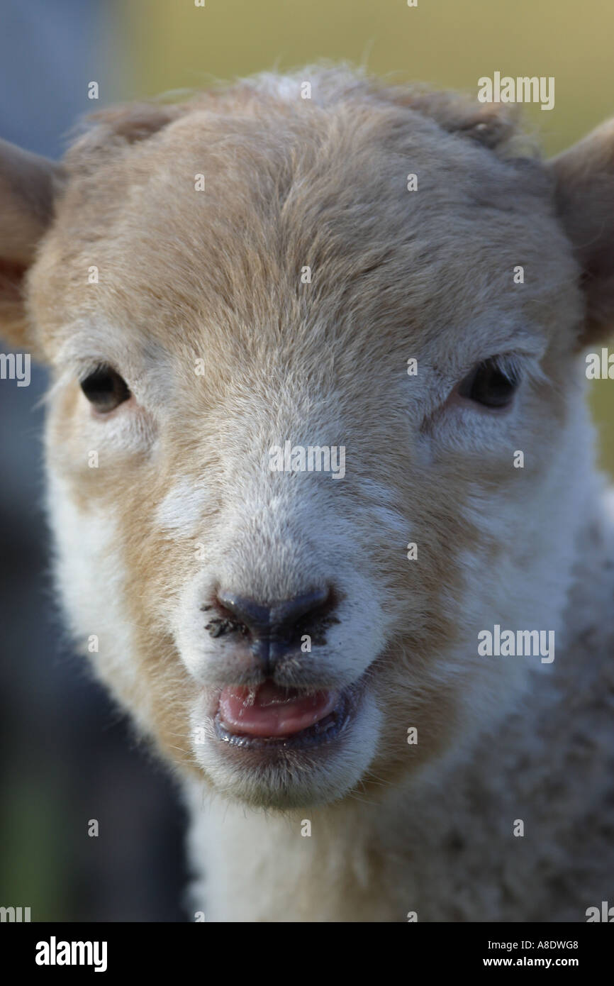 Lamb bleeting sheep hi-res stock photography and images - Alamy