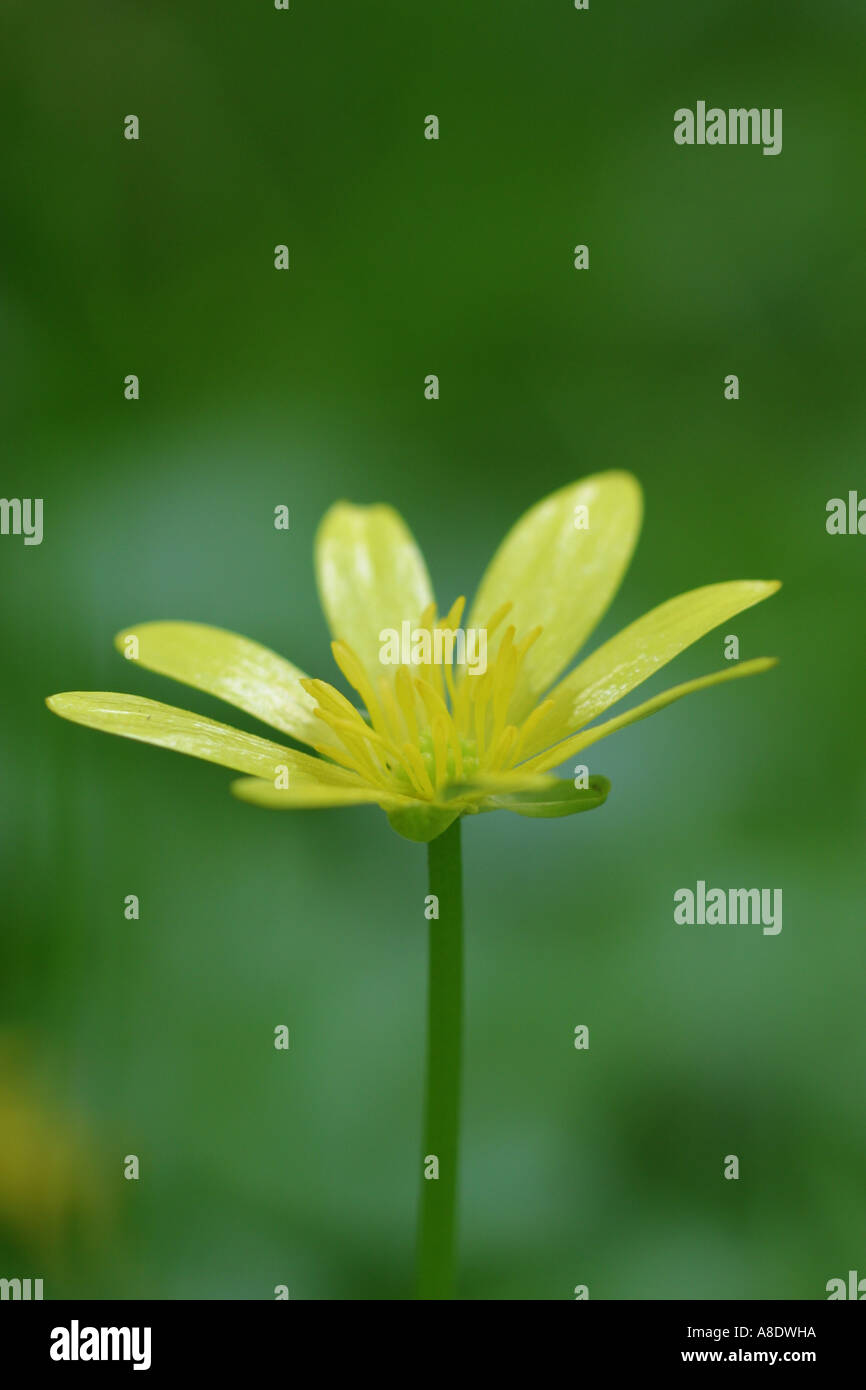 Lesser Celandine (Ranunculus ficaria Stock Photo - Alamy