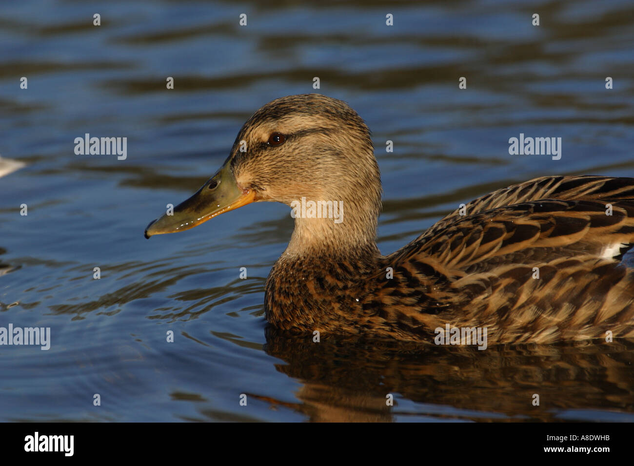 Mallard Duck (Anas platyrhynchus) female Stock Photo - Alamy