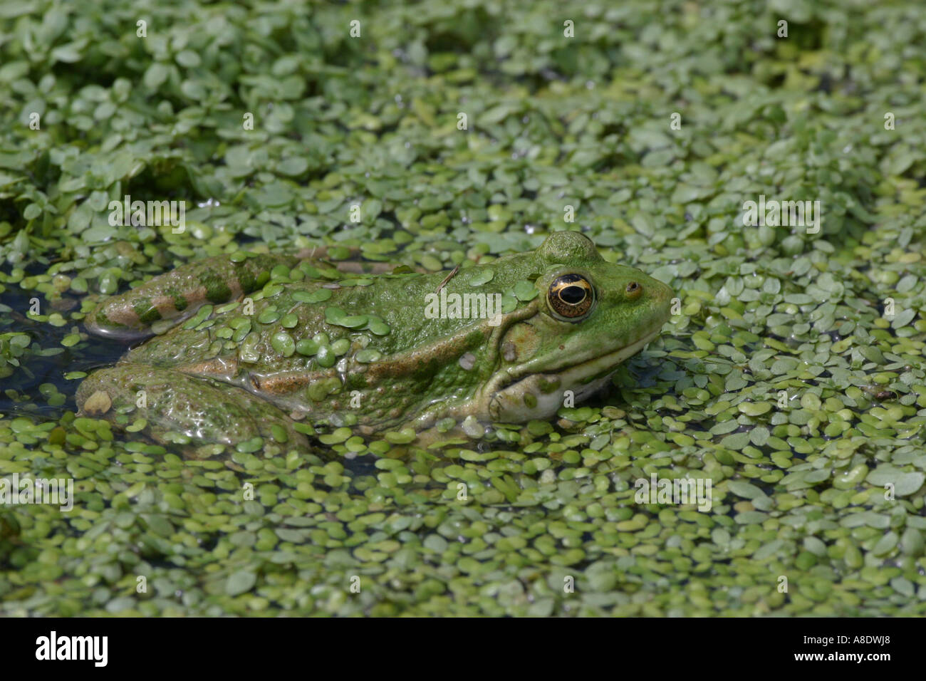 Marsh Frog (Rana ridibunda Stock Photo - Alamy