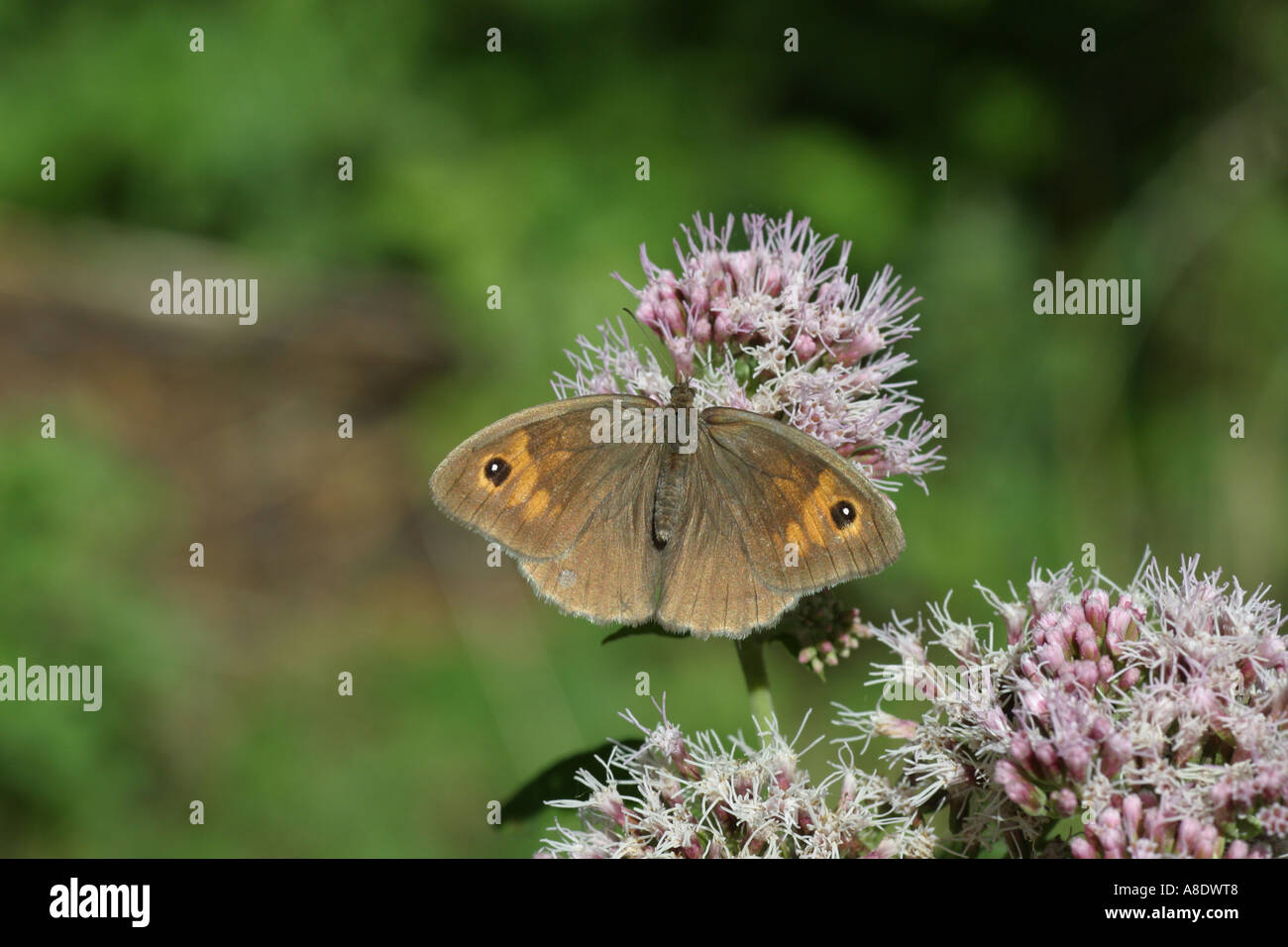 Meadow brown butterfly with open wings hi-res stock photography and ...
