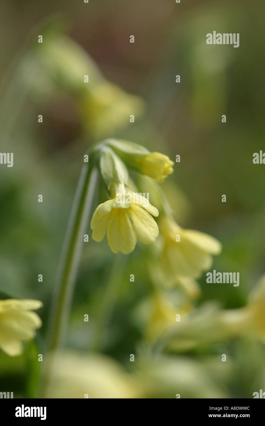 Oxlip (Primula elatior Stock Photo - Alamy