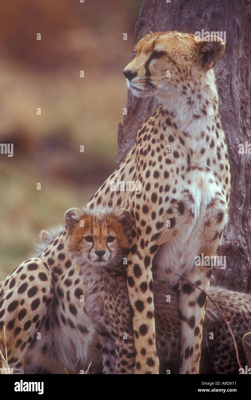 Cheetah cub eat hi-res stock photography and images - Alamy