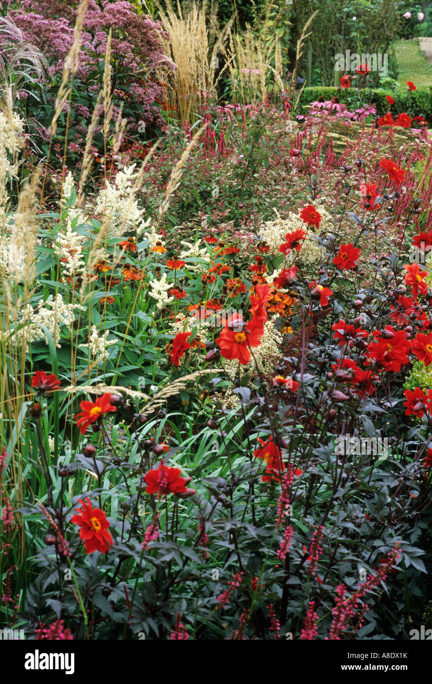 Dahlias in garden border with grasses Autumn, Dahlia 'Tally Ho', red ...