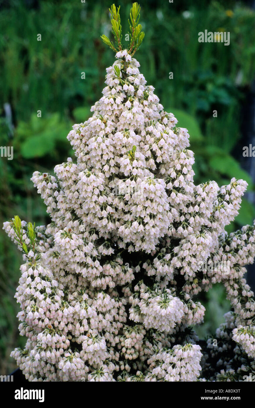 Erica arborea estrella gold hi-res stock photography and images - Alamy