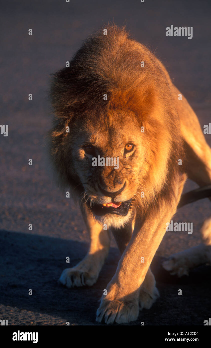 angry lion panthera leo Stock Photo - Alamy