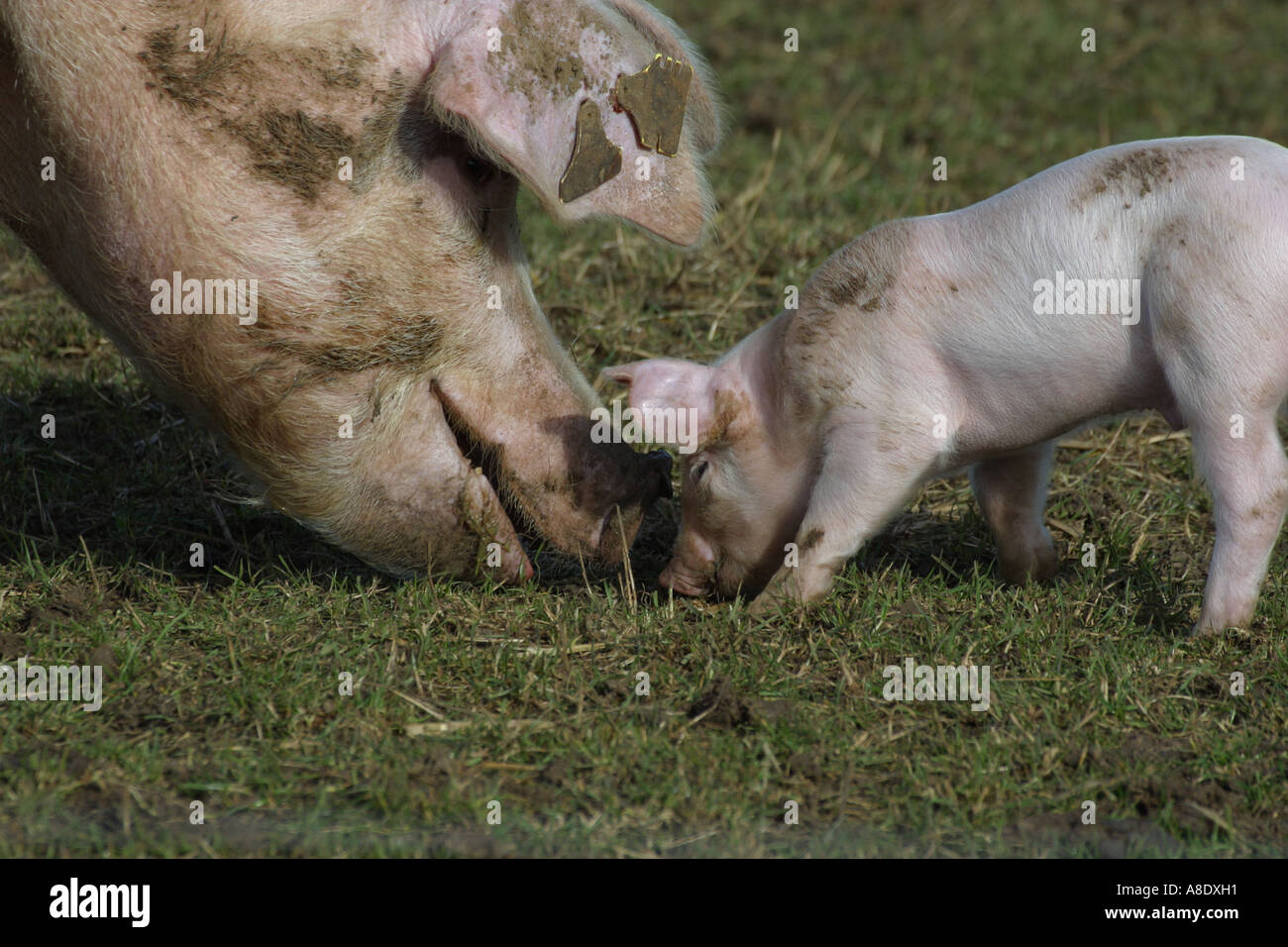 Piglet & mother Stock Photo - Alamy