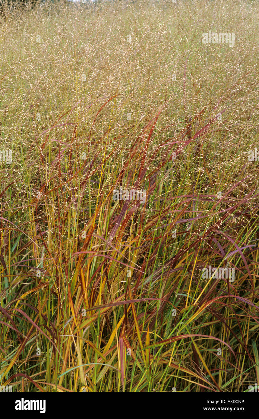 Panicum virgatum 'Rehbraun', grass, grasses, garden plant, Autumn ...