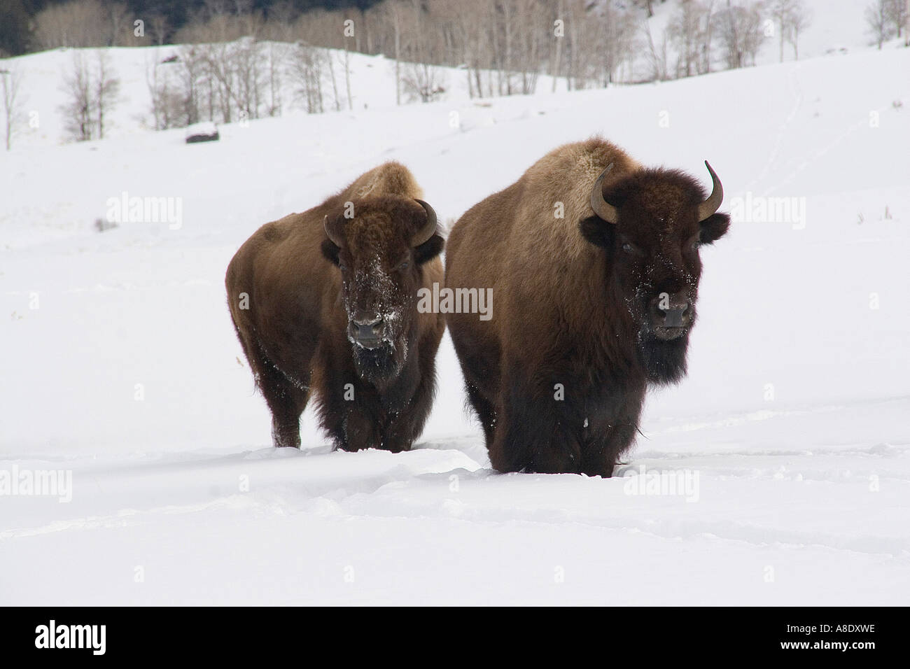 Two american bison yellowstone winter hi-res stock photography and ...