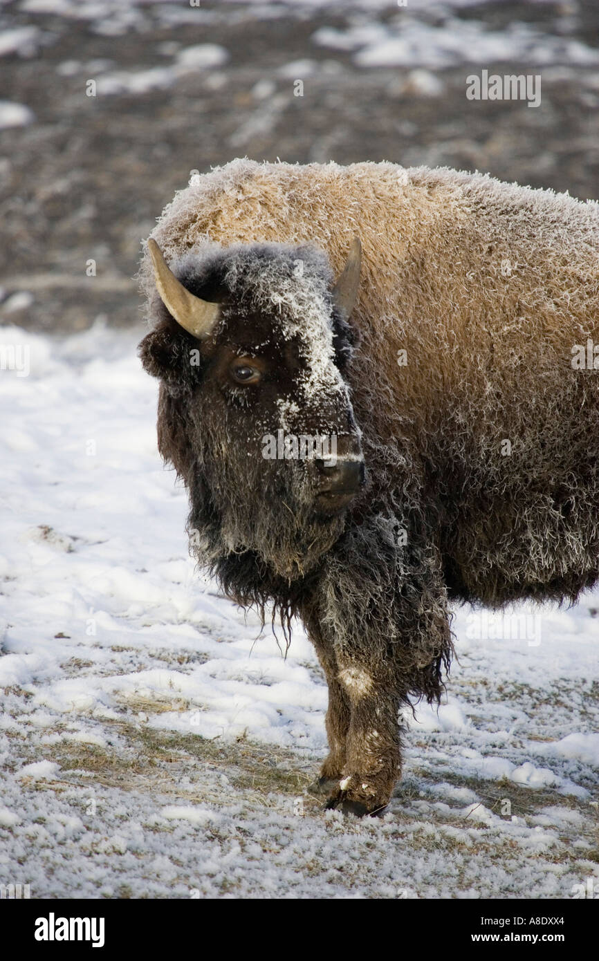 Bison covered in frost hi-res stock photography and images - Alamy