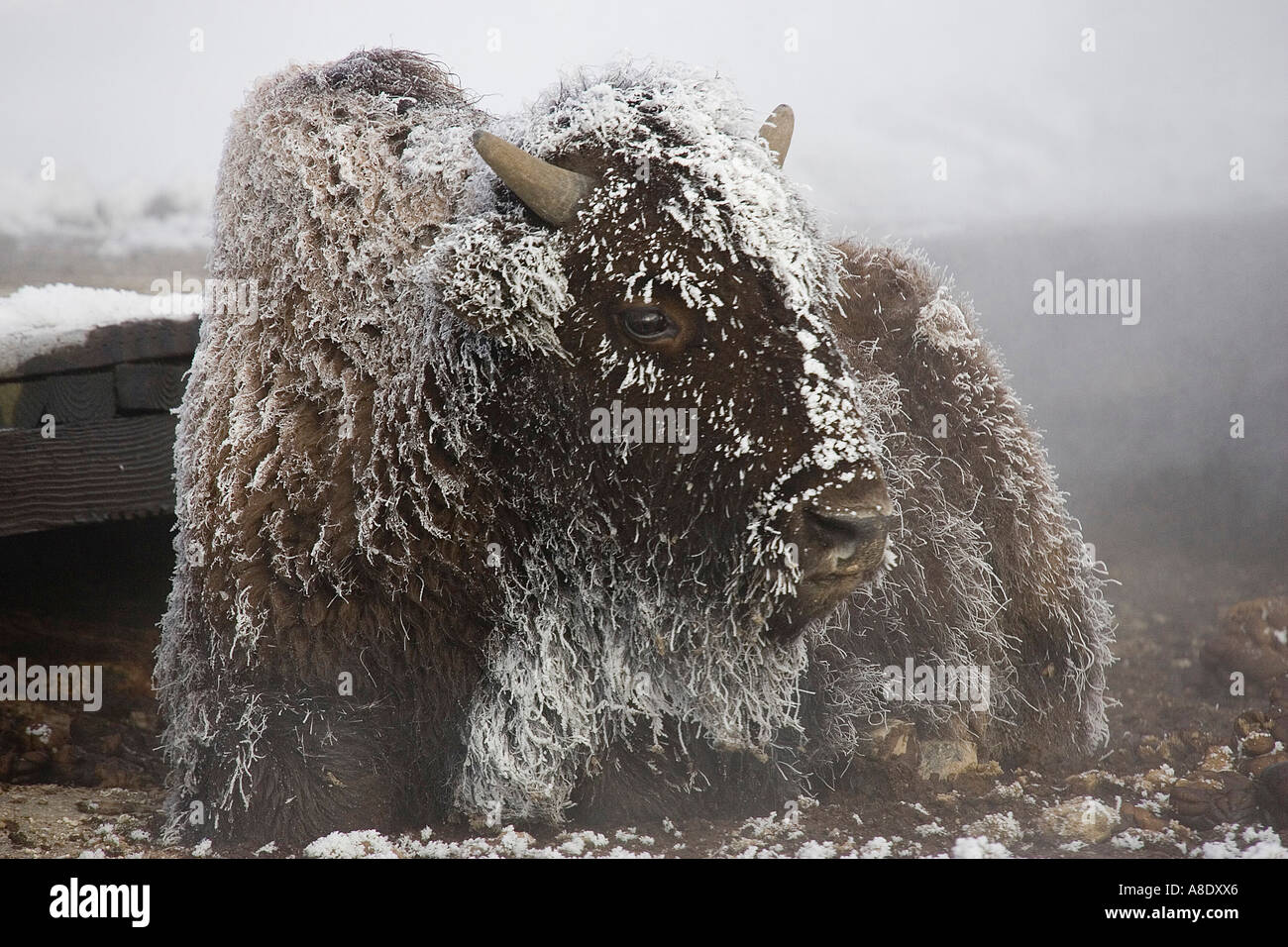 Bison Covered In Frost High Resolution Stock Photography and Images - Alamy