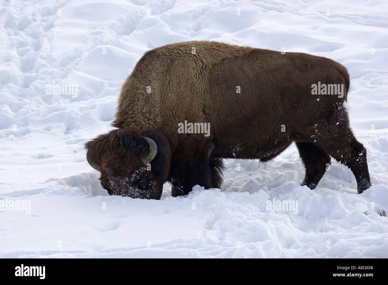 Bulldozing hi-res stock photography and images - Alamy