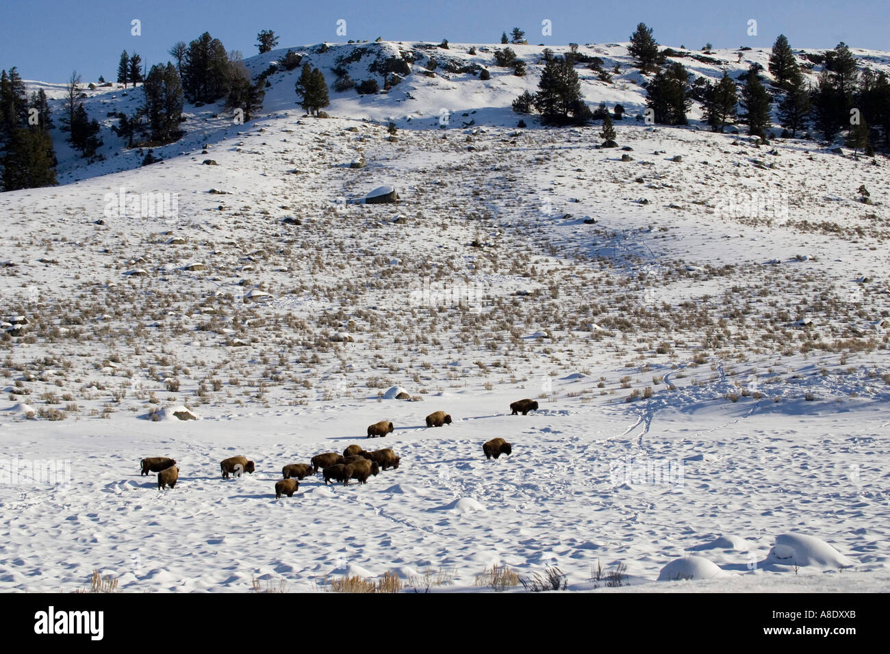 Yellowstone landscape with bison herd Stock Photo - Alamy
