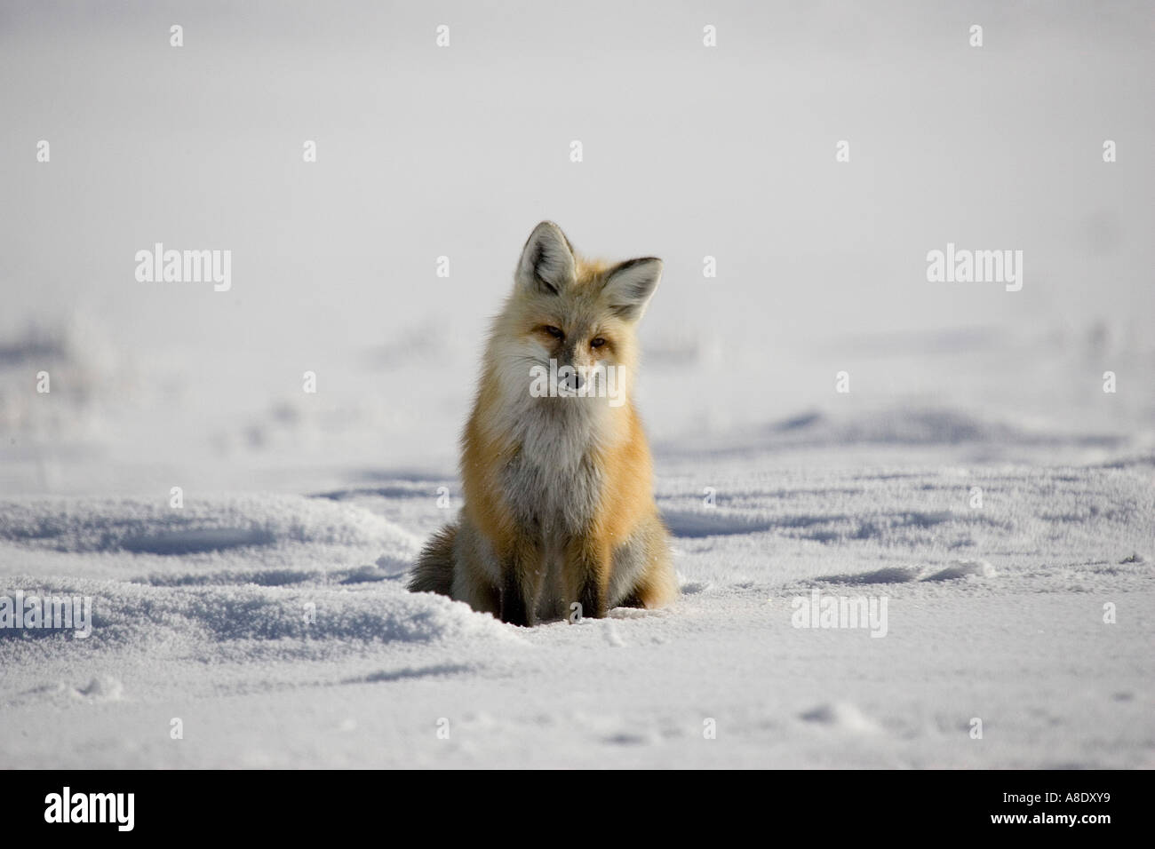 Red fox sitting on snow hi-res stock photography and images - Alamy