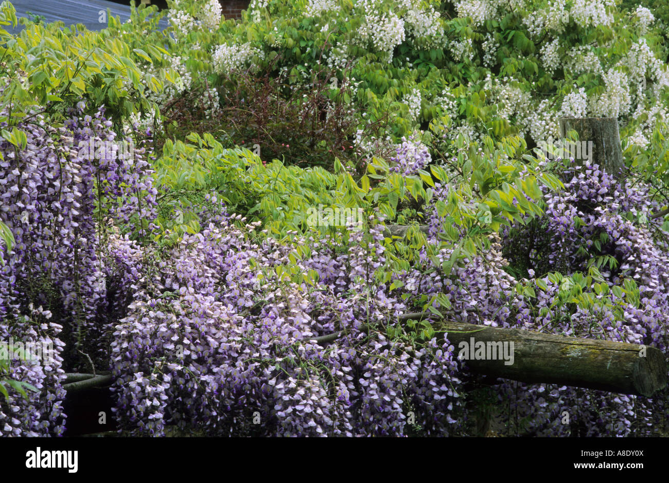 Pergola with climbing white wisteria hi-res stock photography and ...