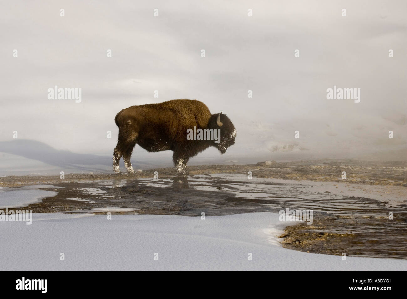 Yellowstone pool bison hi-res stock photography and images - Alamy