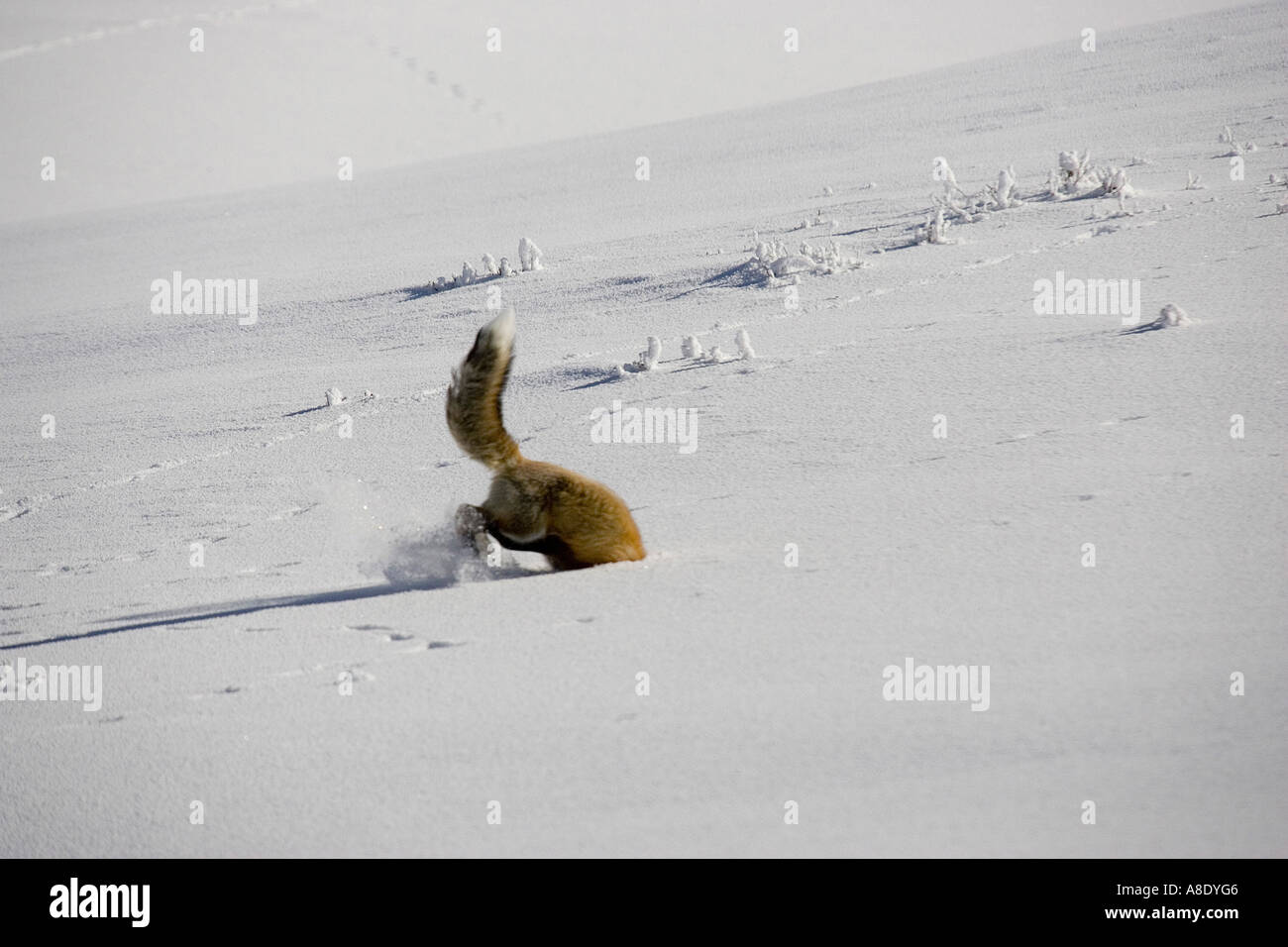 Red Fox Digging High Resolution Stock Photography and Images - Alamy