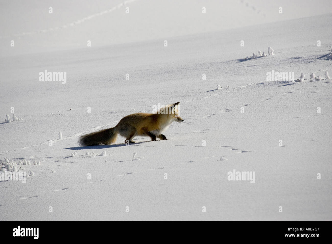 red fox hunting on snow Stock Photo - Alamy
