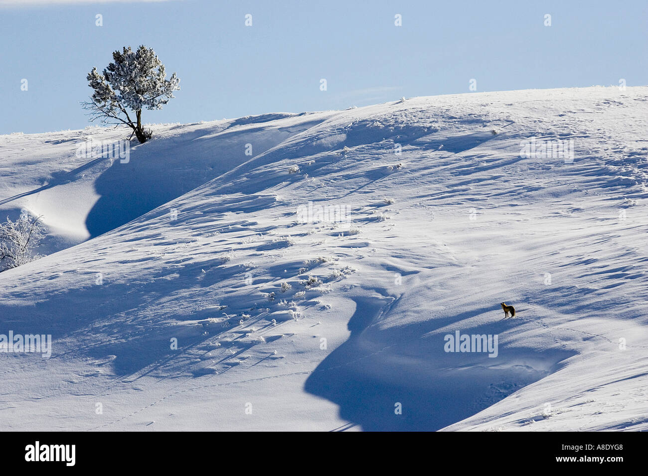 red fox in winter yellowstone landscape Stock Photo - Alamy