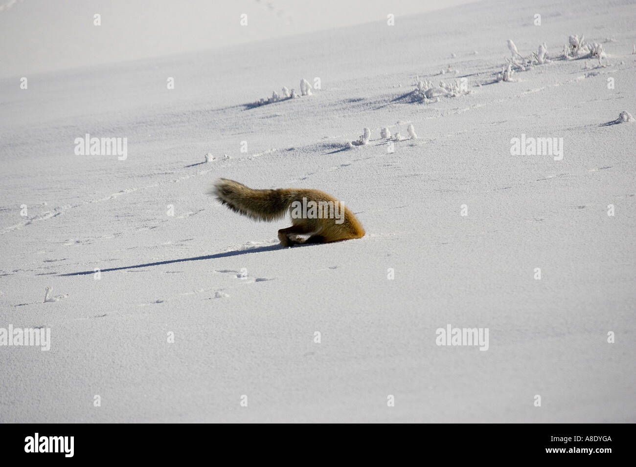 red fox digging out small mammal Stock Photo - Alamy