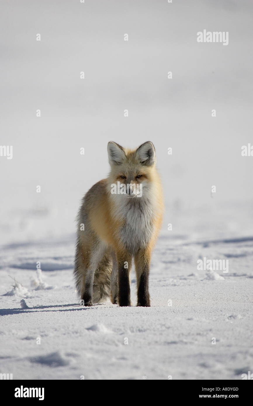 red fox on snow Stock Photo - Alamy