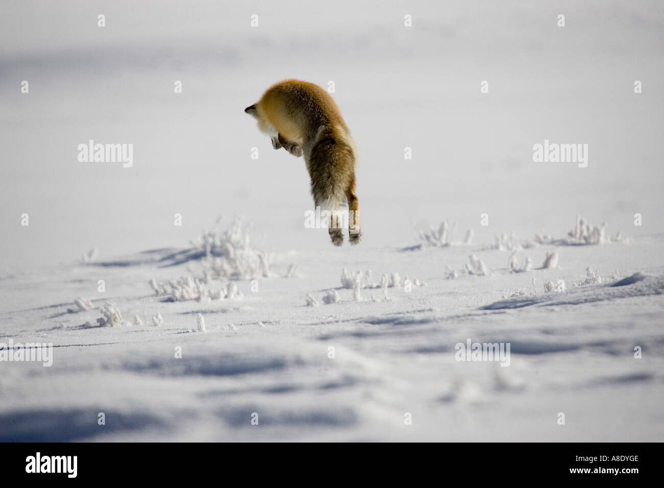 Fox jumping snow hi-res stock photography and images - Alamy