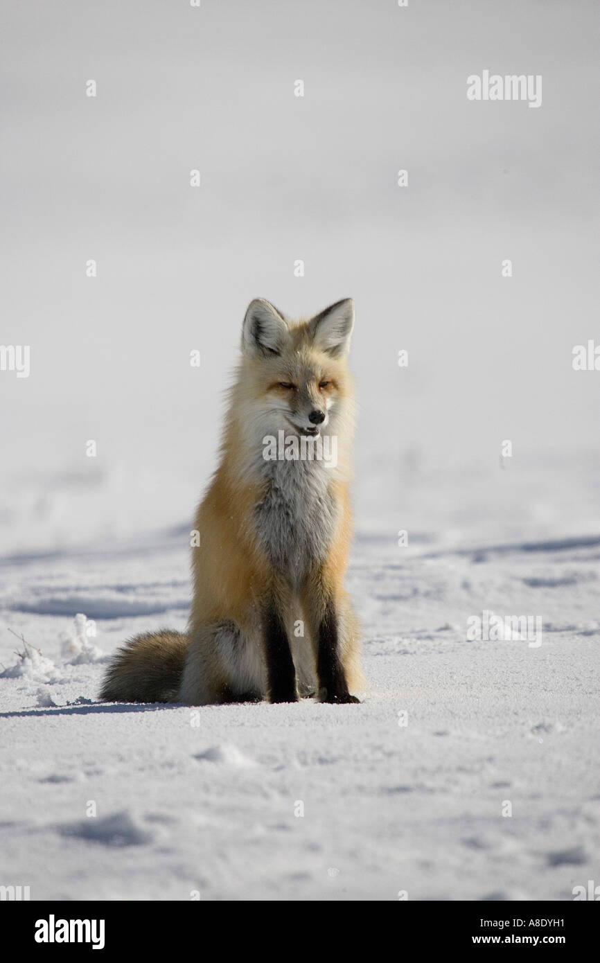 Red fox sitting on snow hi-res stock photography and images - Alamy