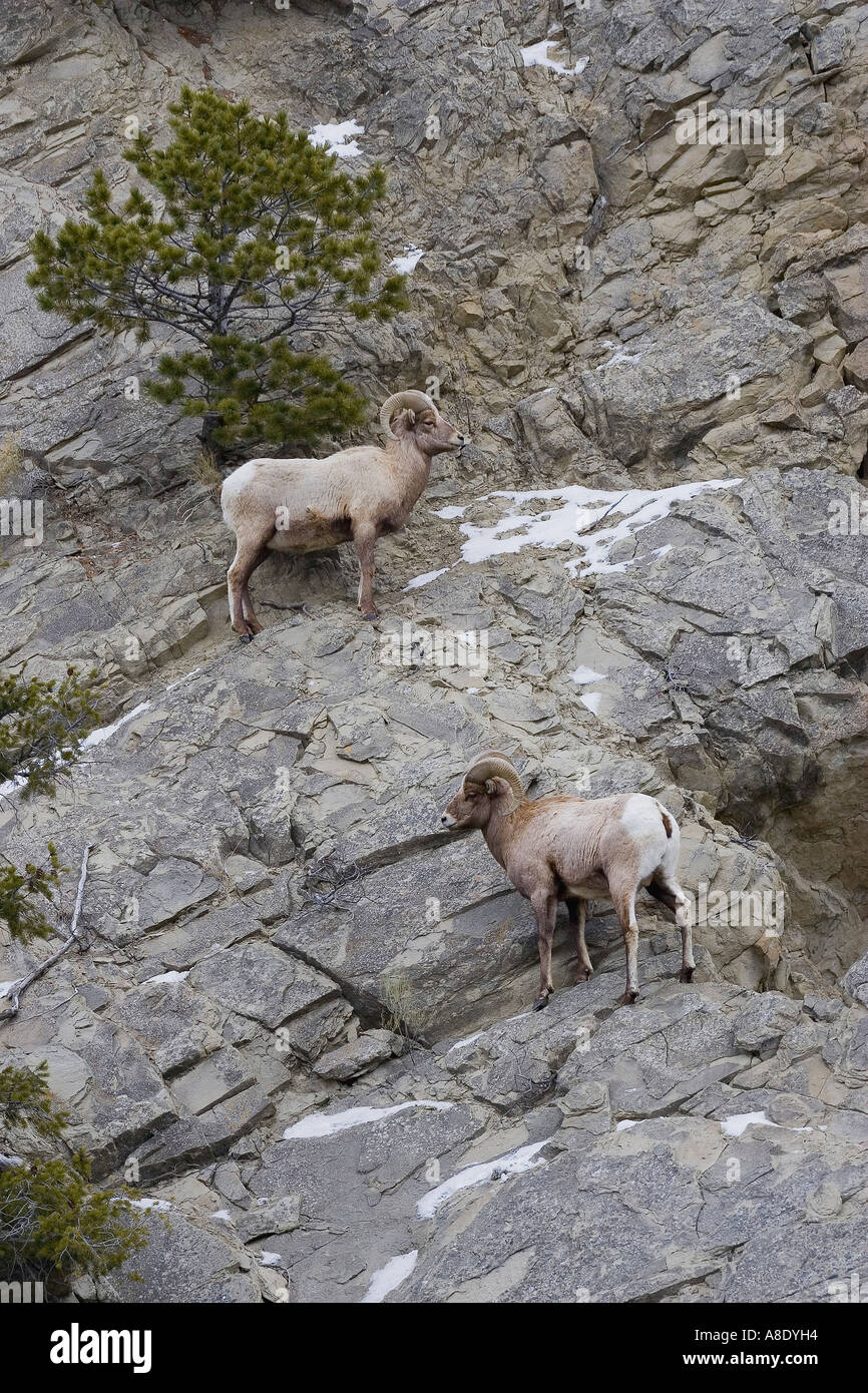 bighorn sheep climbing rock face Stock Photo - Alamy