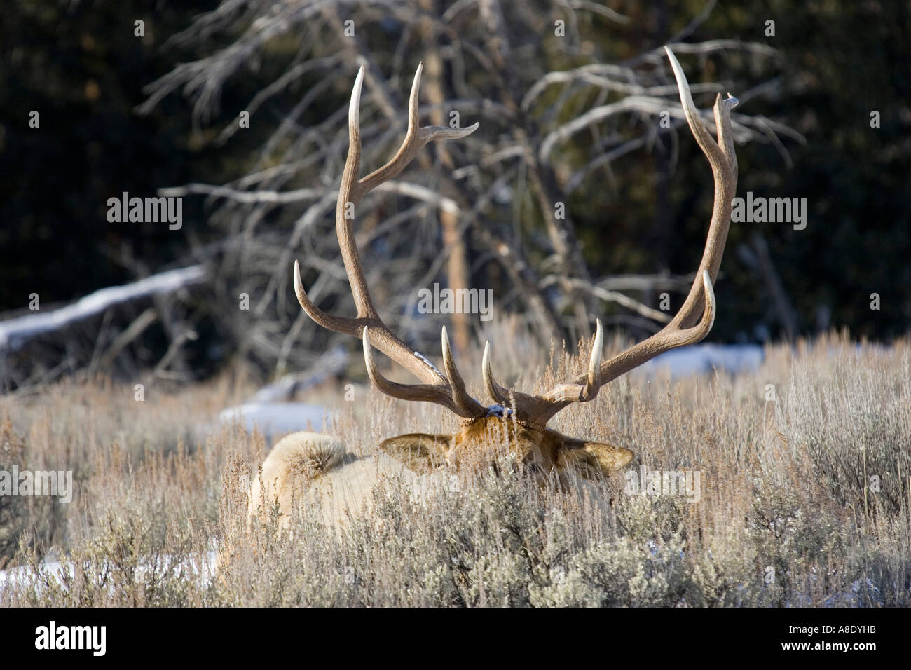 Elk hide hi-res stock photography and images - Alamy
