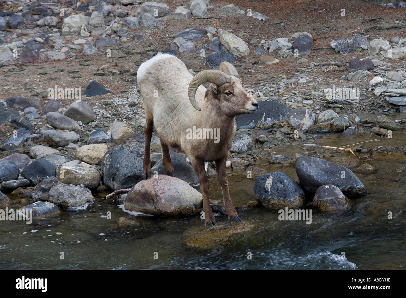 Sheep drinking hi-res stock photography and images - Alamy