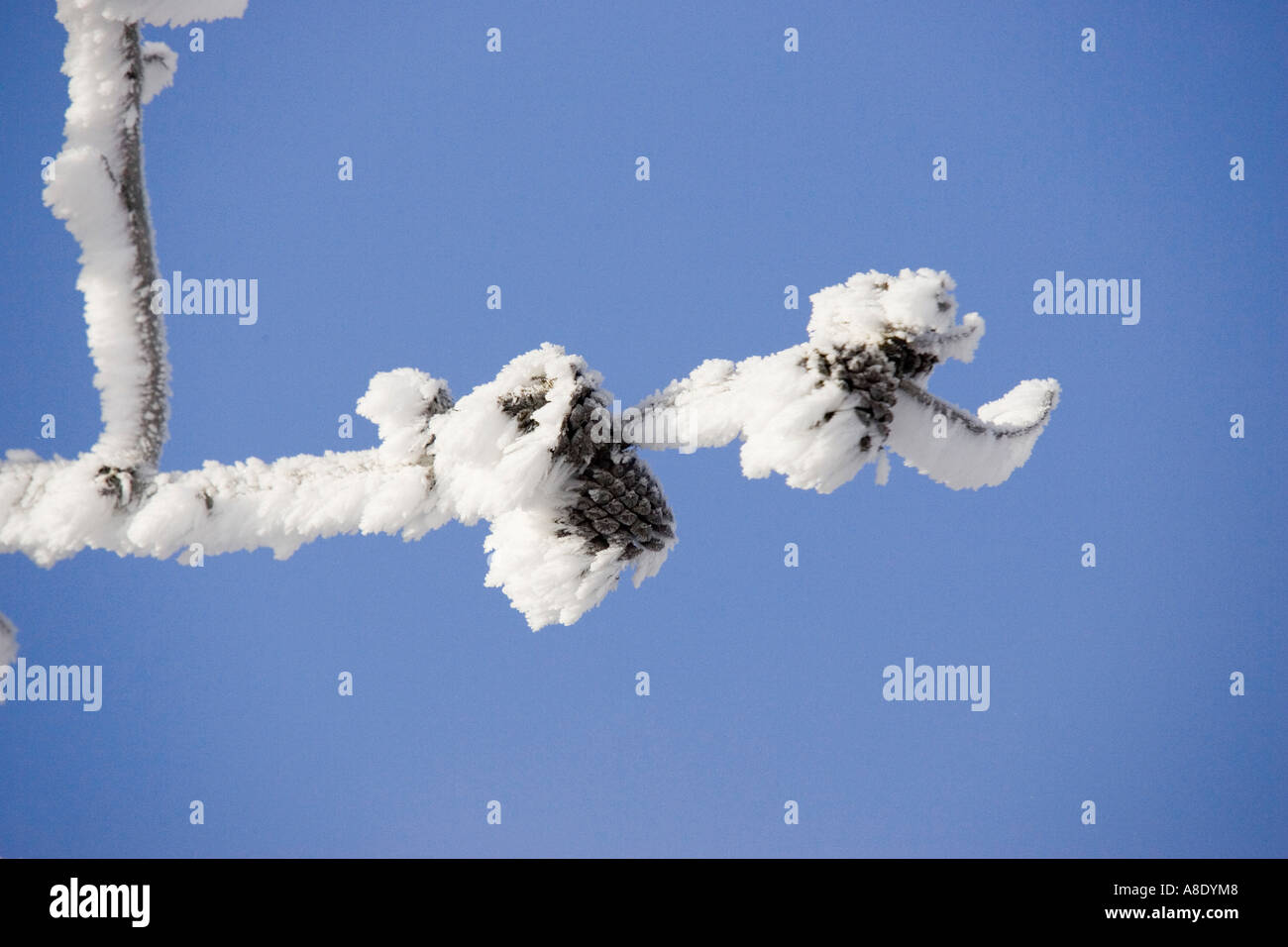 rime frost crystals on pine cones Stock Photo - Alamy
