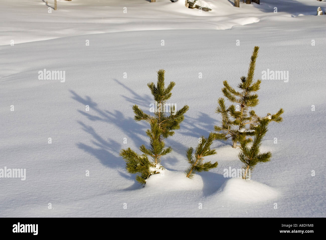 Pine trees in snow snowfall hi-res stock photography and images - Alamy