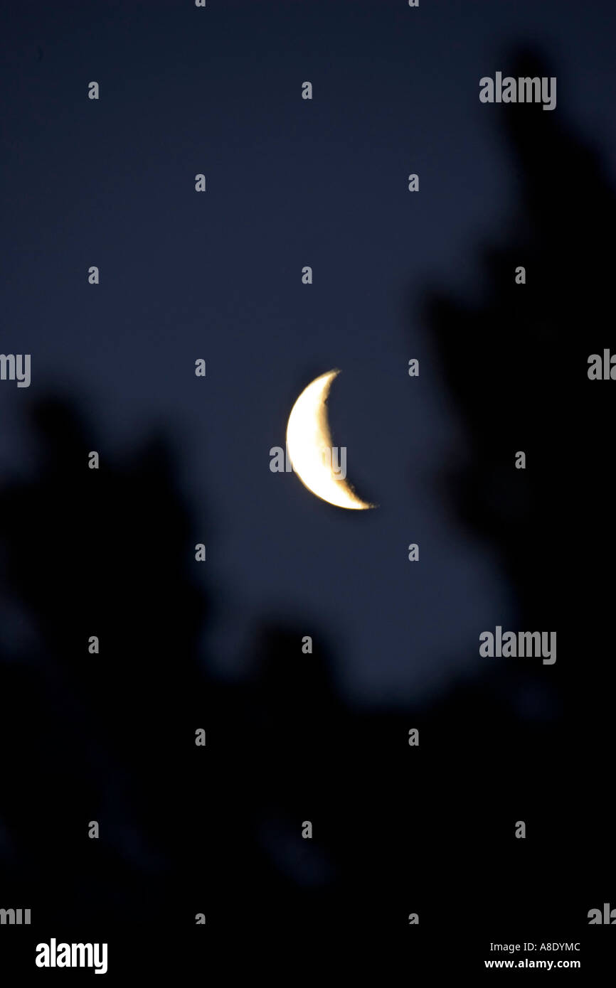 Crescent moon through pine tree Stock Photo - Alamy