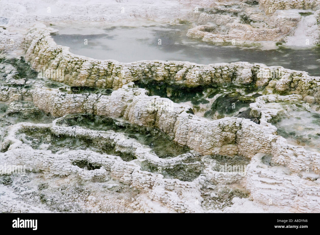 travertine deposits form a crust terrace at mammouth hot springs ...