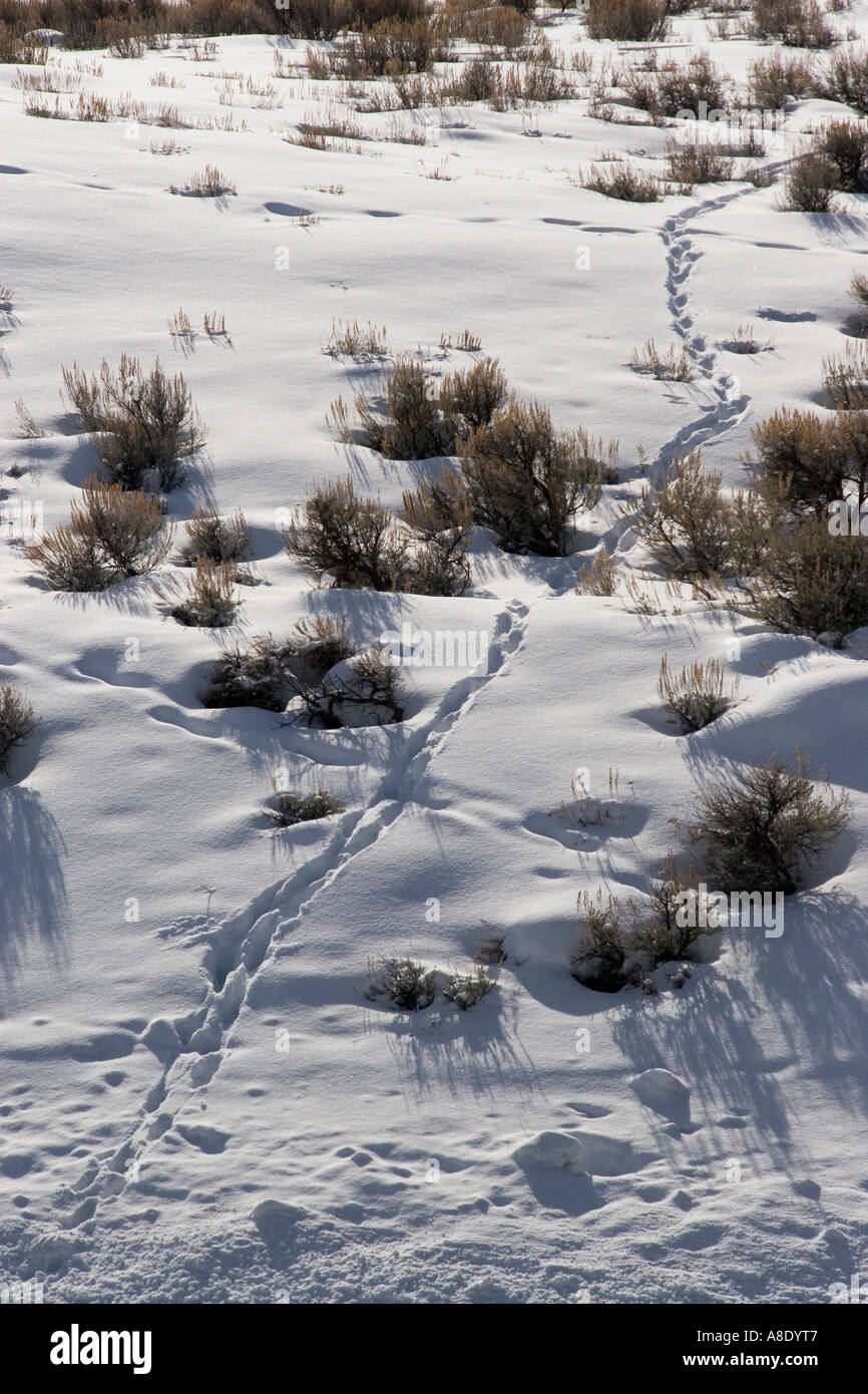 animal tracks in the snow Stock Photo - Alamy