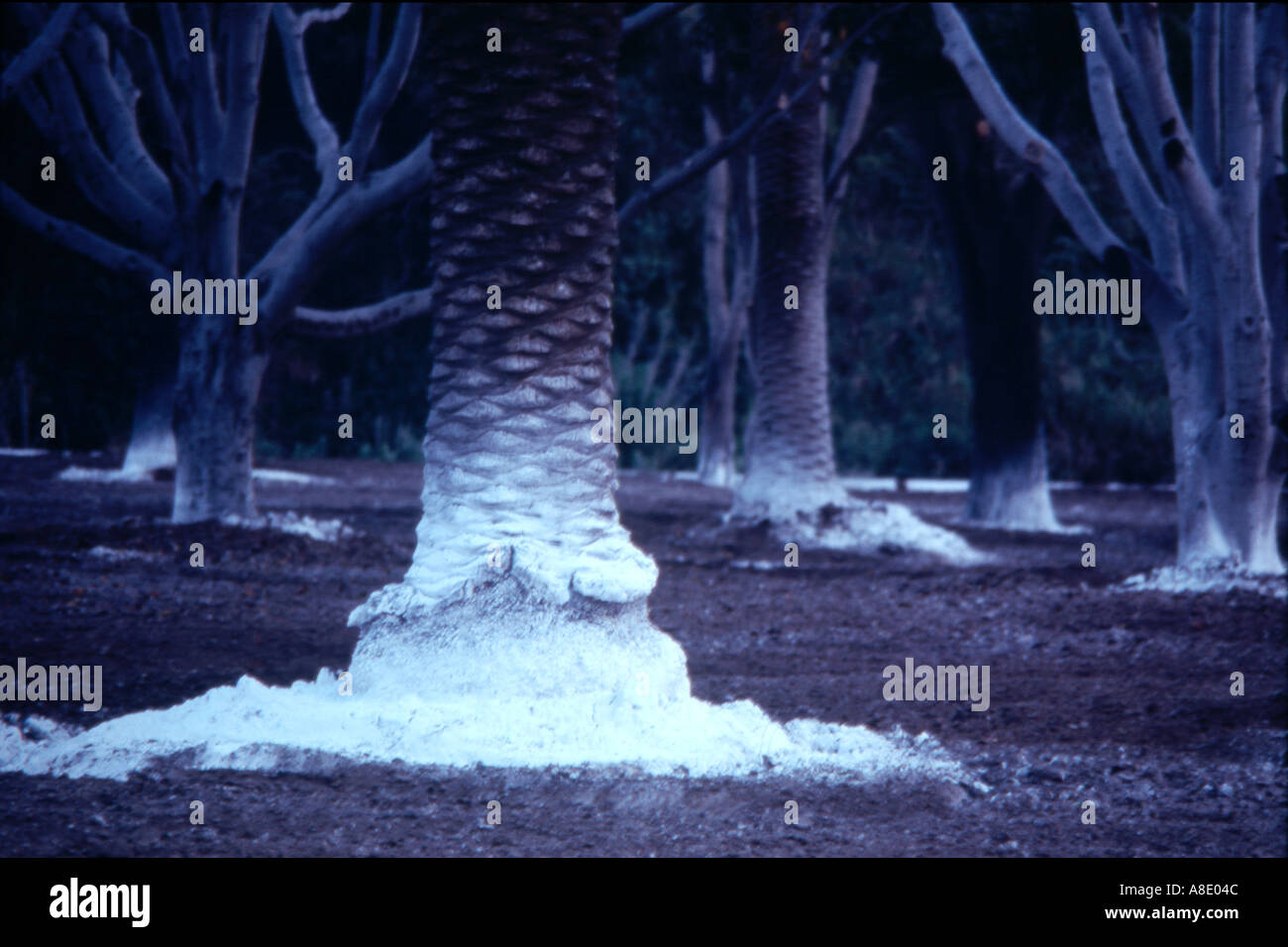 palm trees in california with insecticide at trunk Stock Photo - Alamy