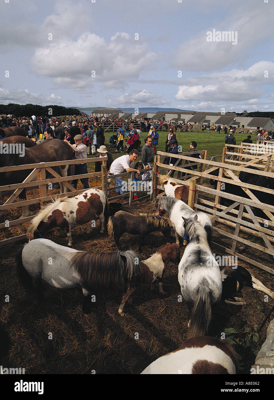 dh County show KIRKWALL ORKNEY Child with parent looking at Shetland ...